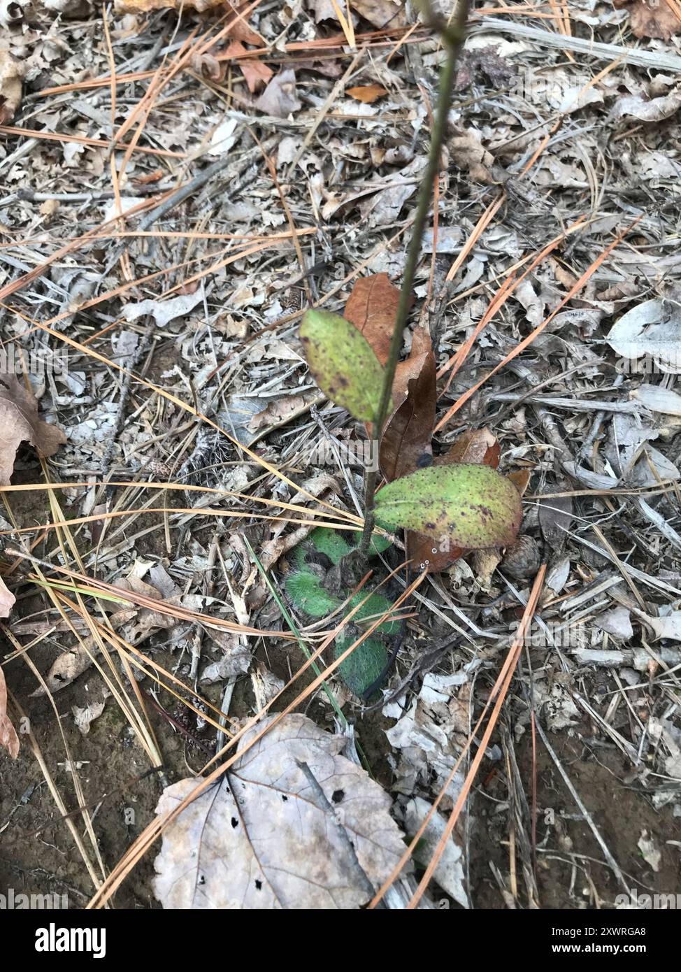 rough hawkweed (Hieracium scabrum) Plantae Stock Photo - Alamy