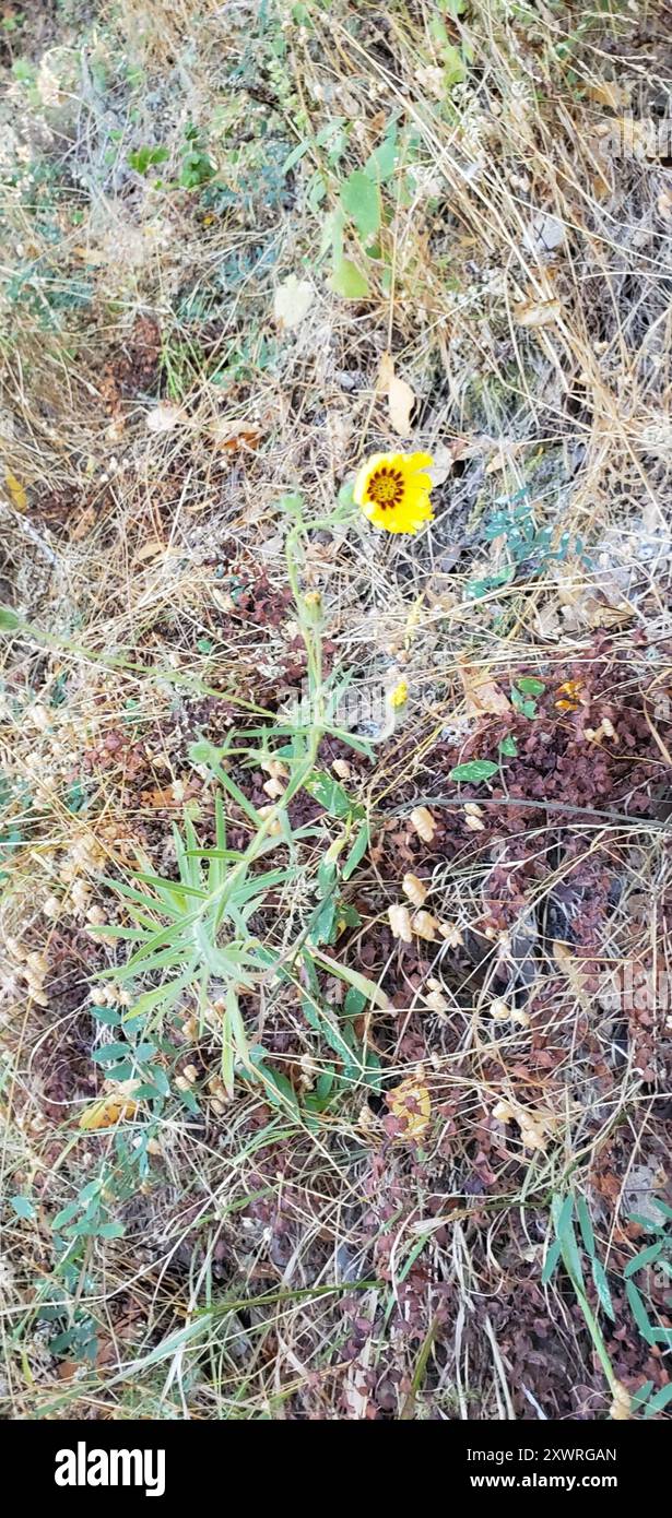 Common Madia (Madia elegans) Plantae Stock Photo - Alamy