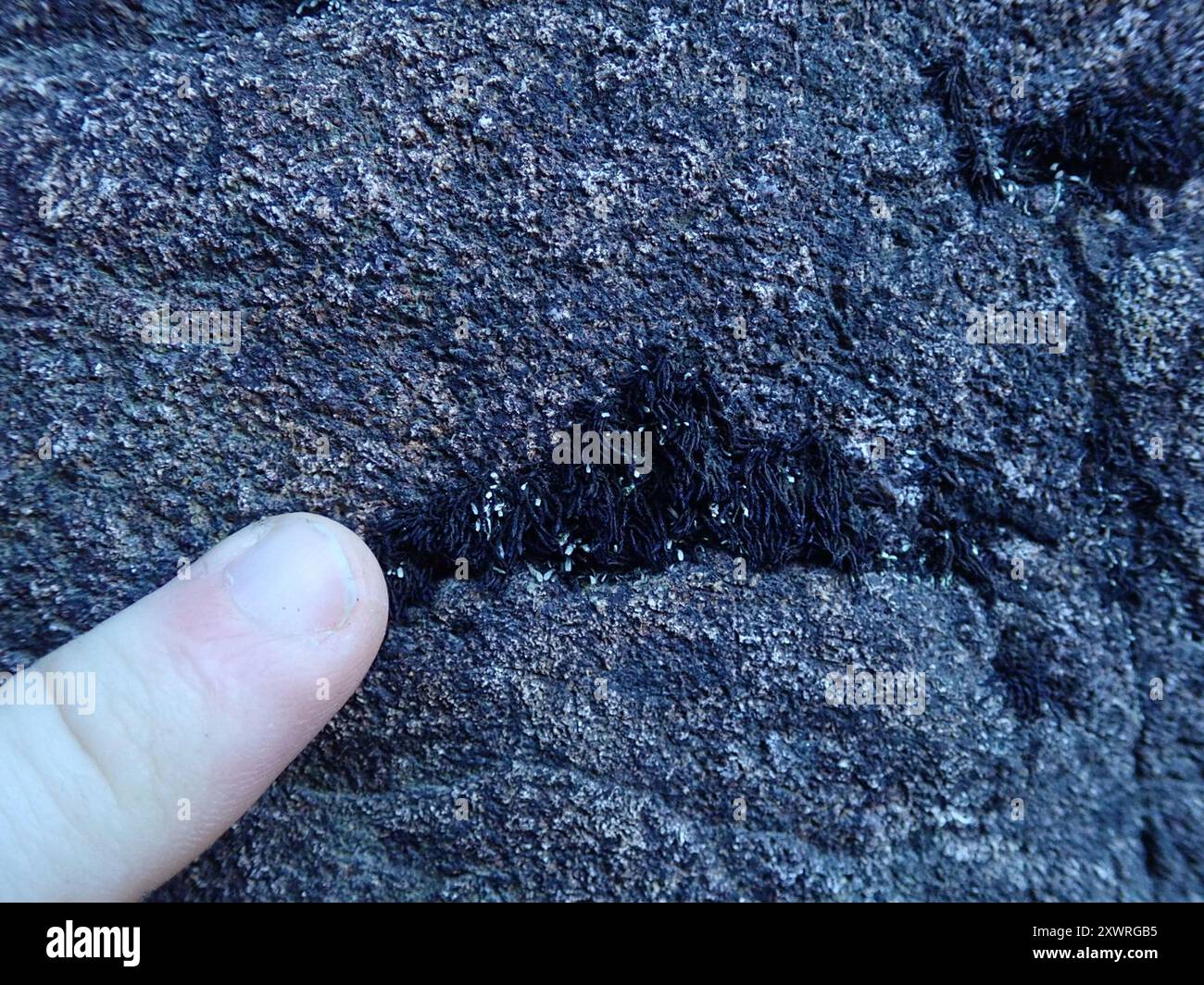 Black Rock Moss (Andreaea rupestris) Plantae Stock Photo - Alamy