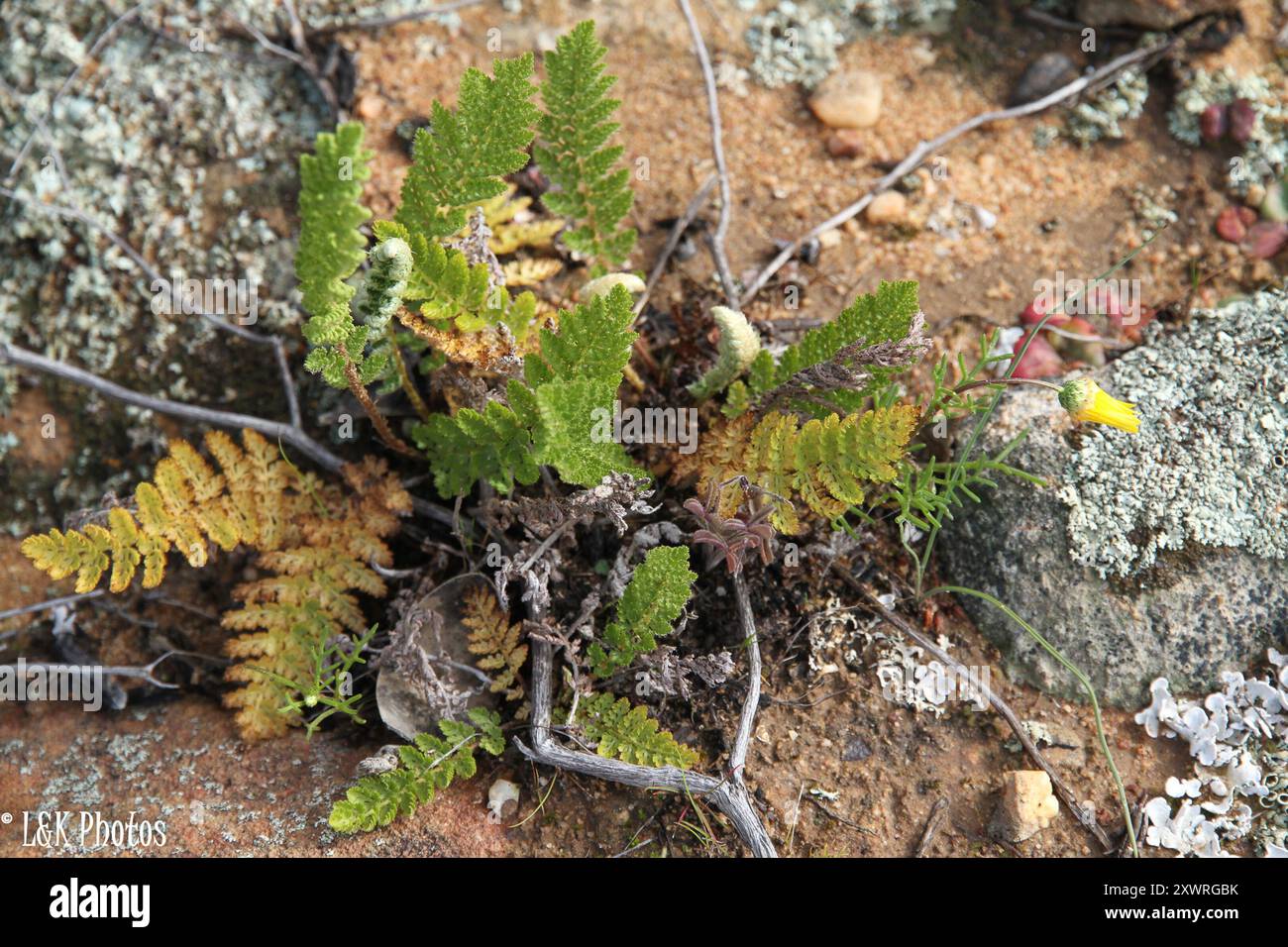Anemia fern hi-res stock photography and images - Alamy