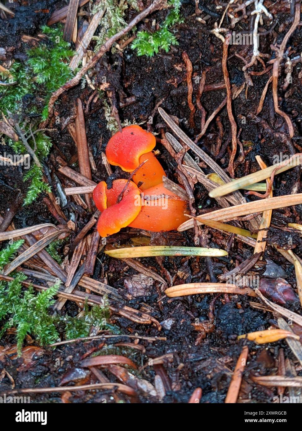 Scarlet Waxy Cap (Hygrocybe coccinea) Fungi Stock Photo - Alamy