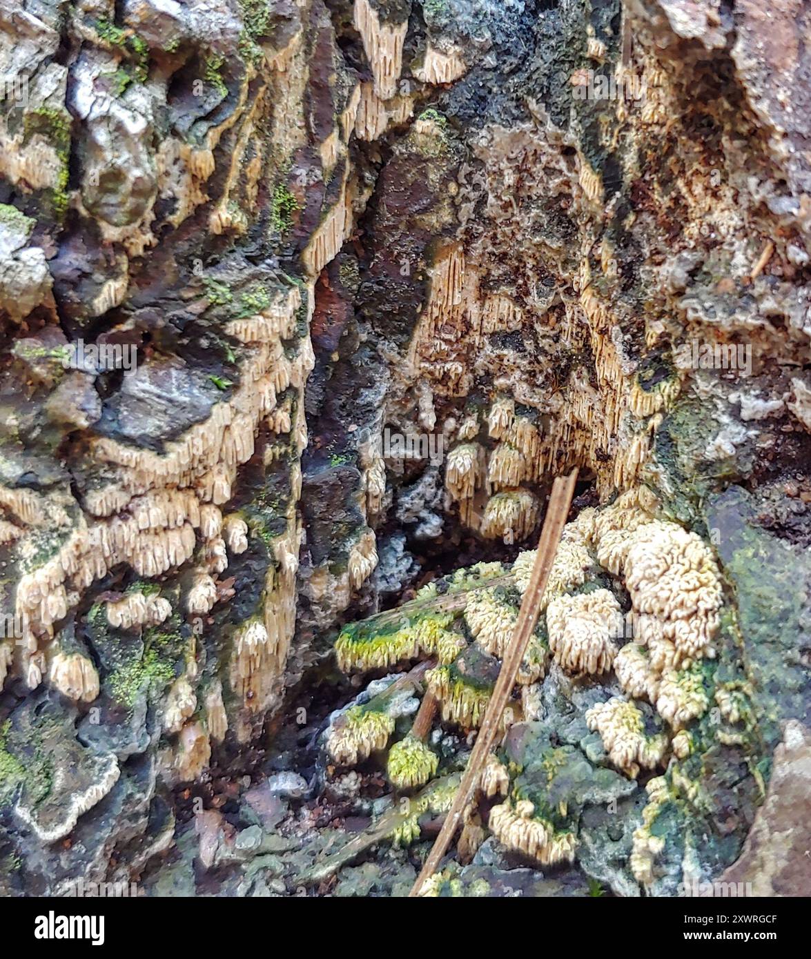 Asian Beauty (Radulomyces copelandii) Fungi Stock Photo - Alamy