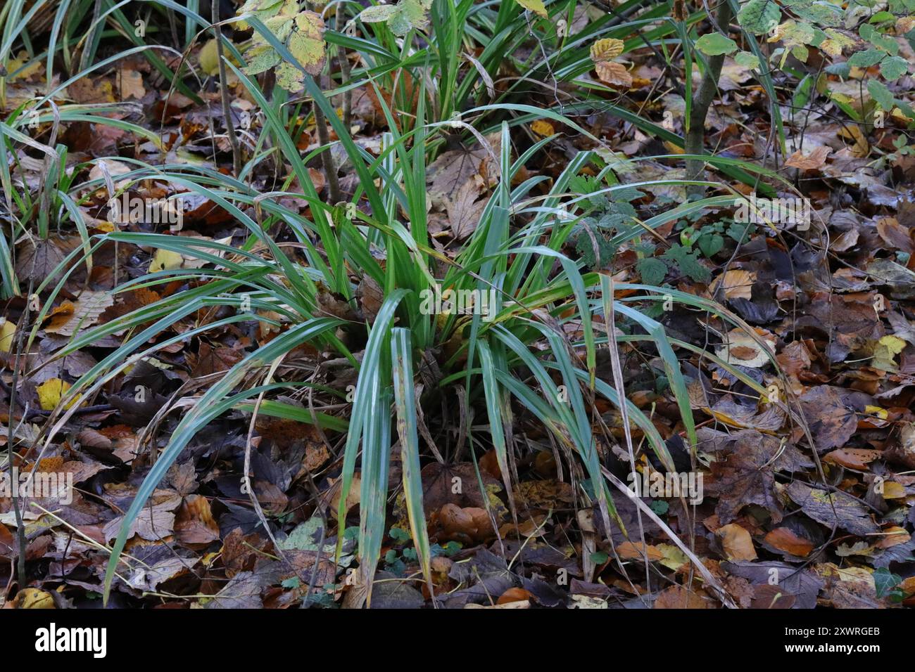 Hanging sedge (Carex pendula) Plantae Stock Photo - Alamy
