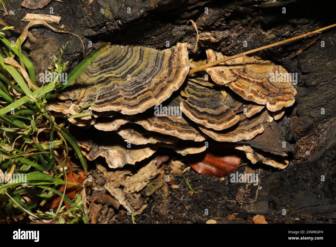 turkey-tail (Trametes versicolor) Fungi Stock Photo - Alamy