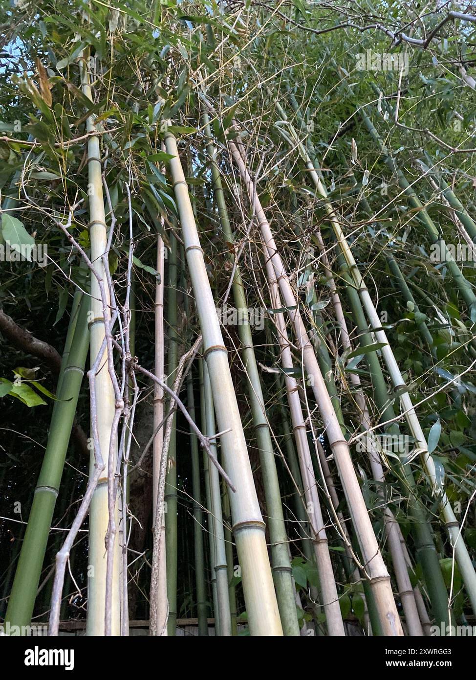 Yellow groove bamboo (Phyllostachys aureosulcata) Plantae Stock Photo ...