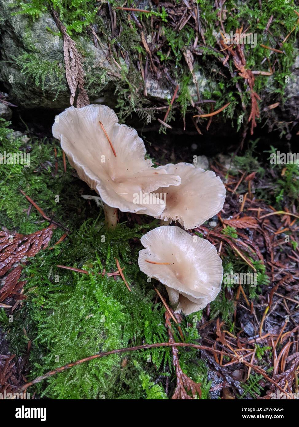 Fragrant Funnel (Clitocybe fragrans) Fungi Stock Photo - Alamy