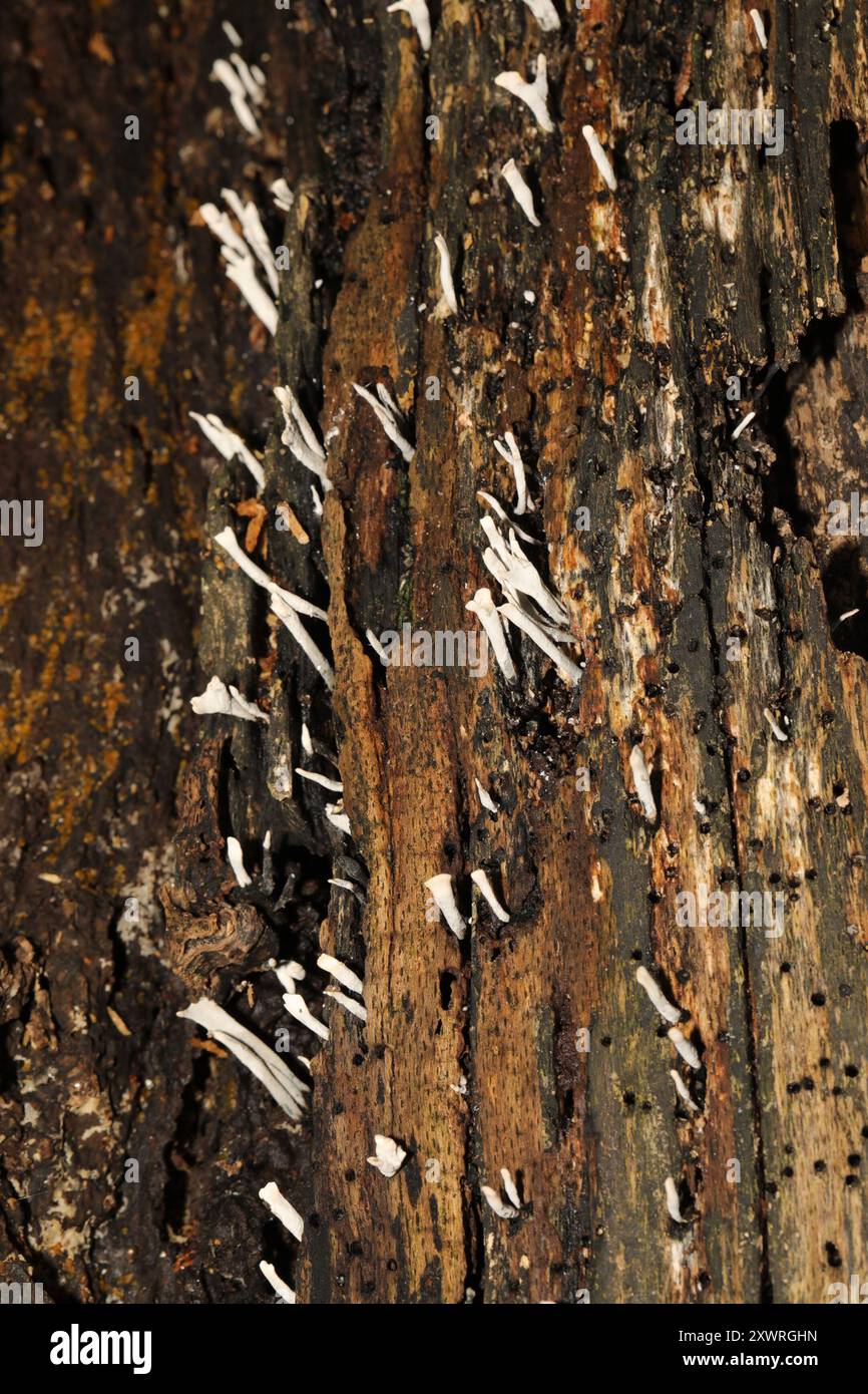Candlesnuff Fungus (Xylaria hypoxylon) Fungi Stock Photo - Alamy
