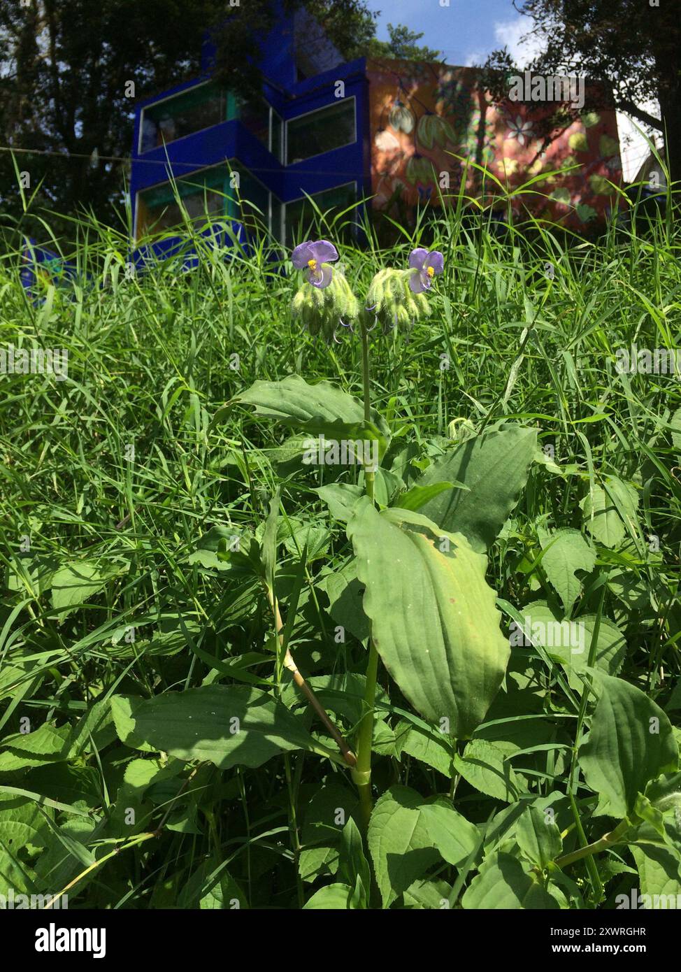 Upright tinantia (Tinantia erecta) Plantae Stock Photo - Alamy