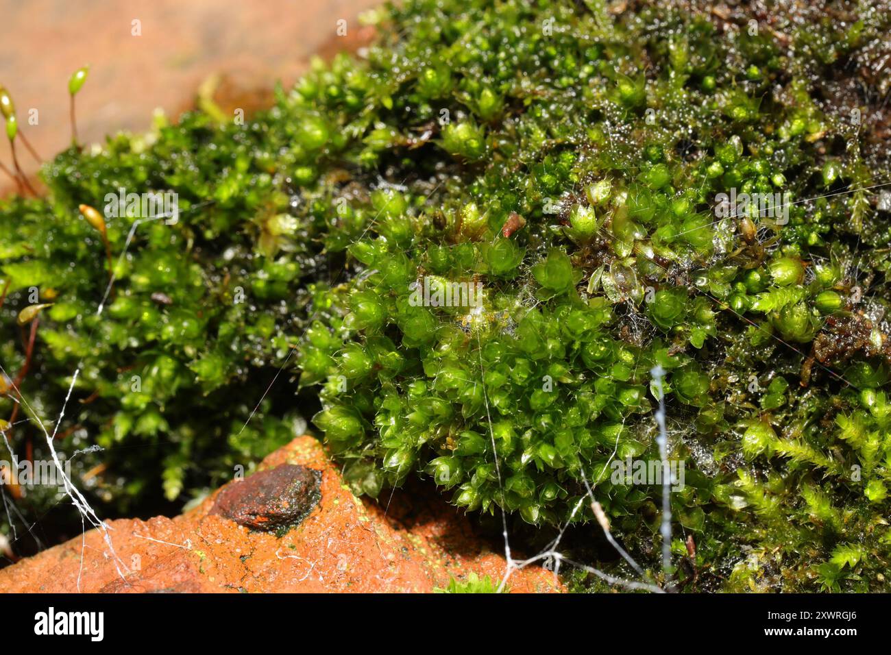 Capillary Thread-moss (Ptychostomum capillare) Plantae Stock Photo - Alamy