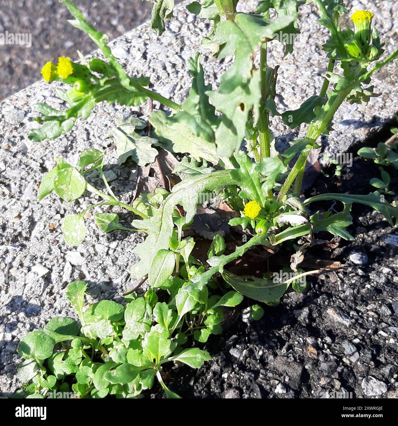 common groundsel (Senecio vulgaris) Plantae Stock Photo - Alamy