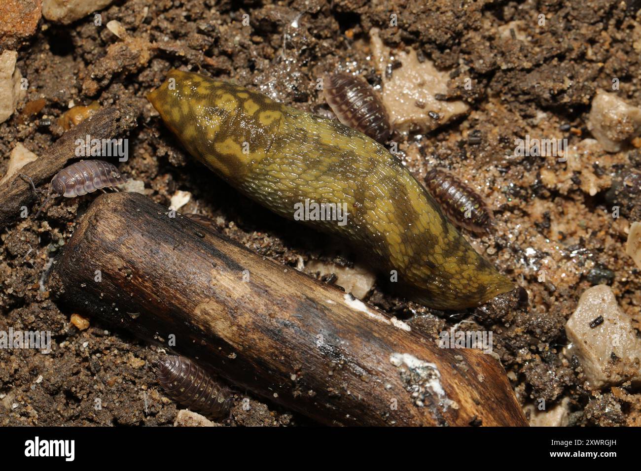 Green Cellar Slug (Limacus maculatus) Mollusca Stock Photo - Alamy