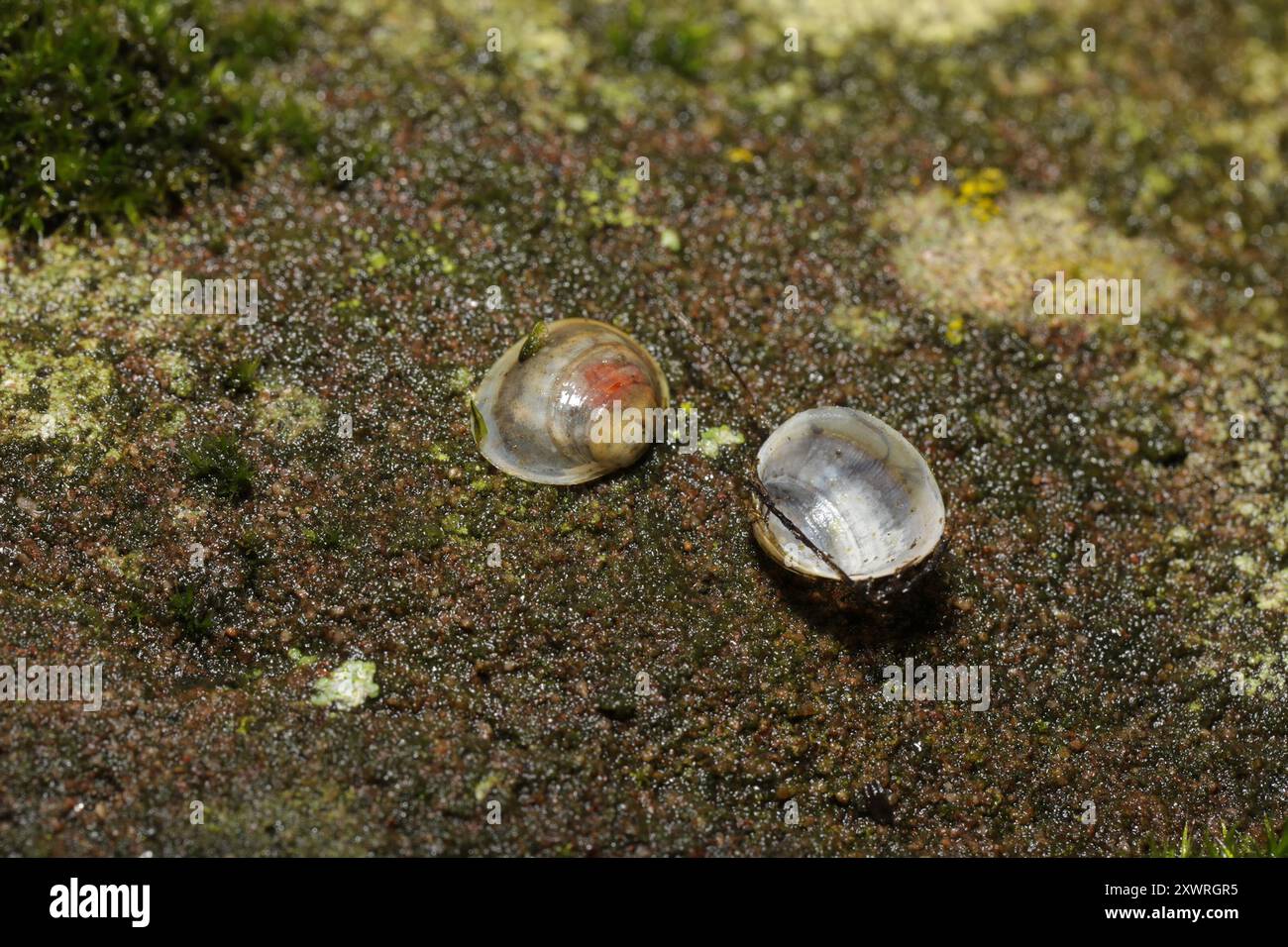 European Fingernail Clam (Sphaerium corneum) Mollusca Stock Photo - Alamy