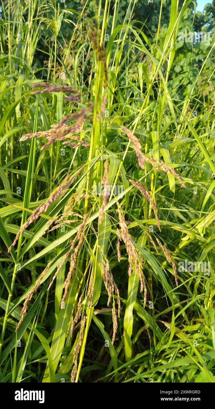 Johnson grass (Sorghum halepense) Plantae Stock Photo - Alamy
