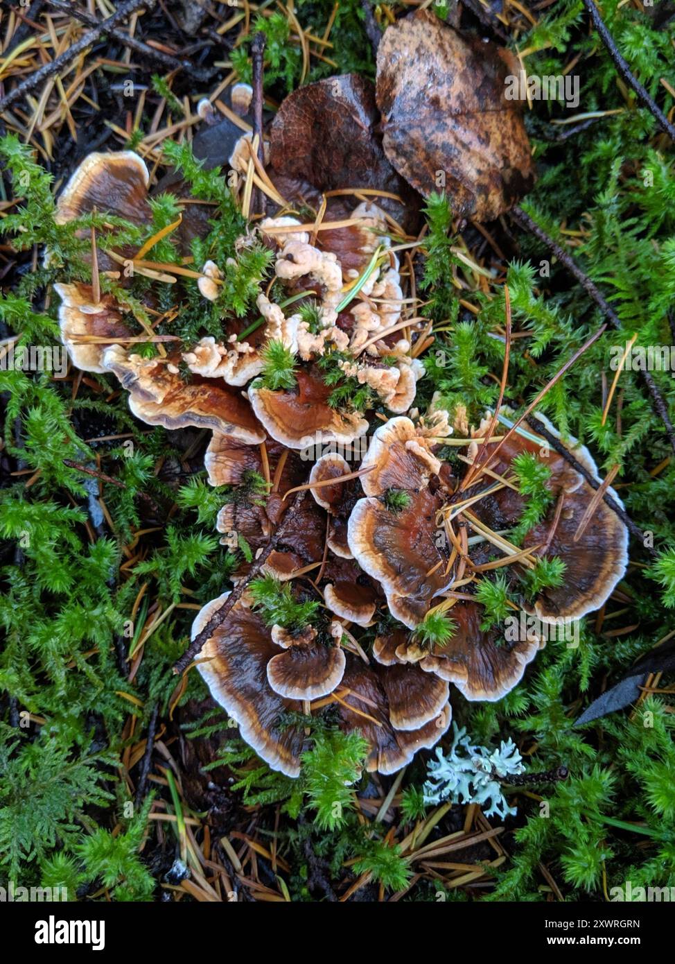 Thelephoraceae hi-res stock photography and images - Alamy