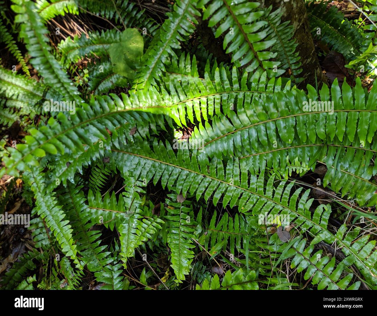 southern sword fern (Nephrolepis exaltata) Plantae Stock Photo - Alamy