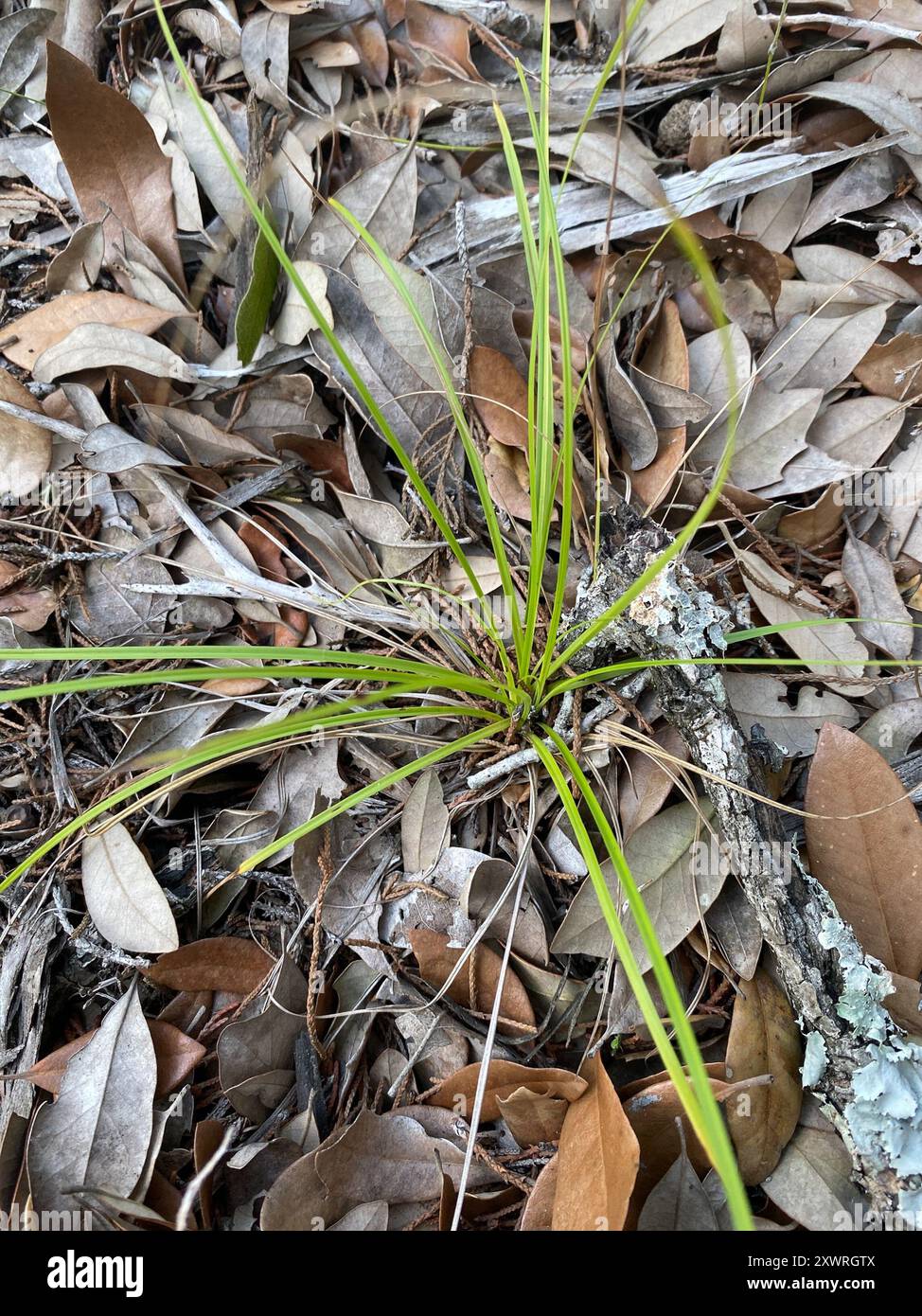 cedar sedge (Carex planostachys) Plantae Stock Photo - Alamy