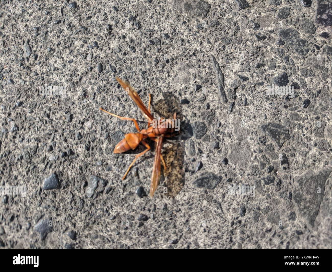 Neotropical Red Paper Wasp (Polistes canadensis) Insecta Stock Photo ...