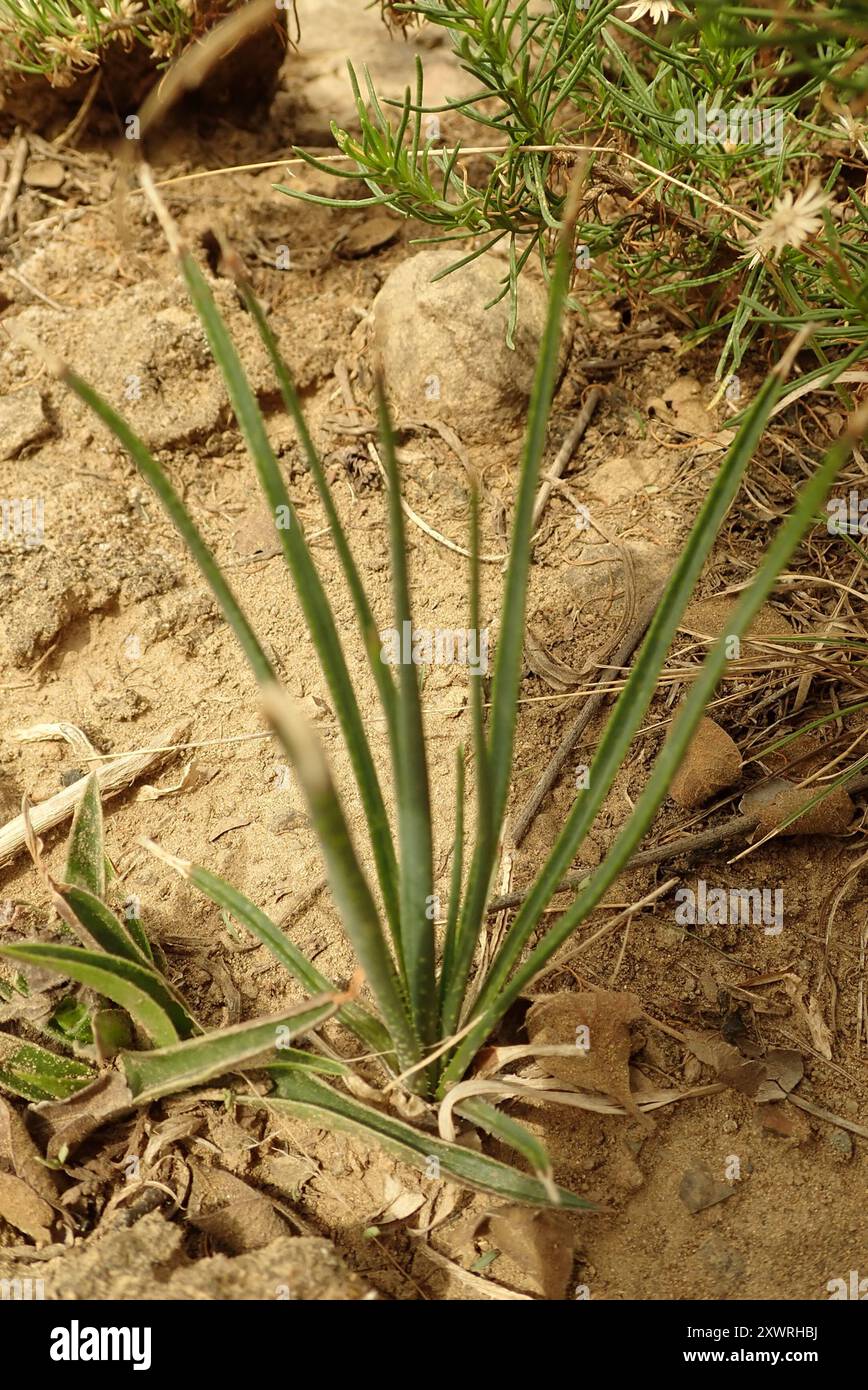 Pink Grass Aloe (Aloe minima) Plantae Stock Photo - Alamy