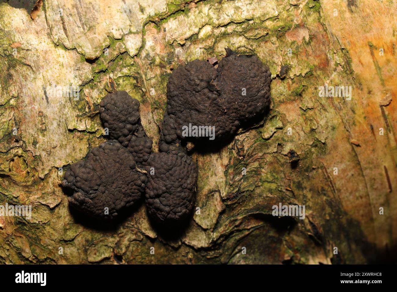 Birch Woodwart (Jackrogersella multiformis) Fungi Stock Photo - Alamy