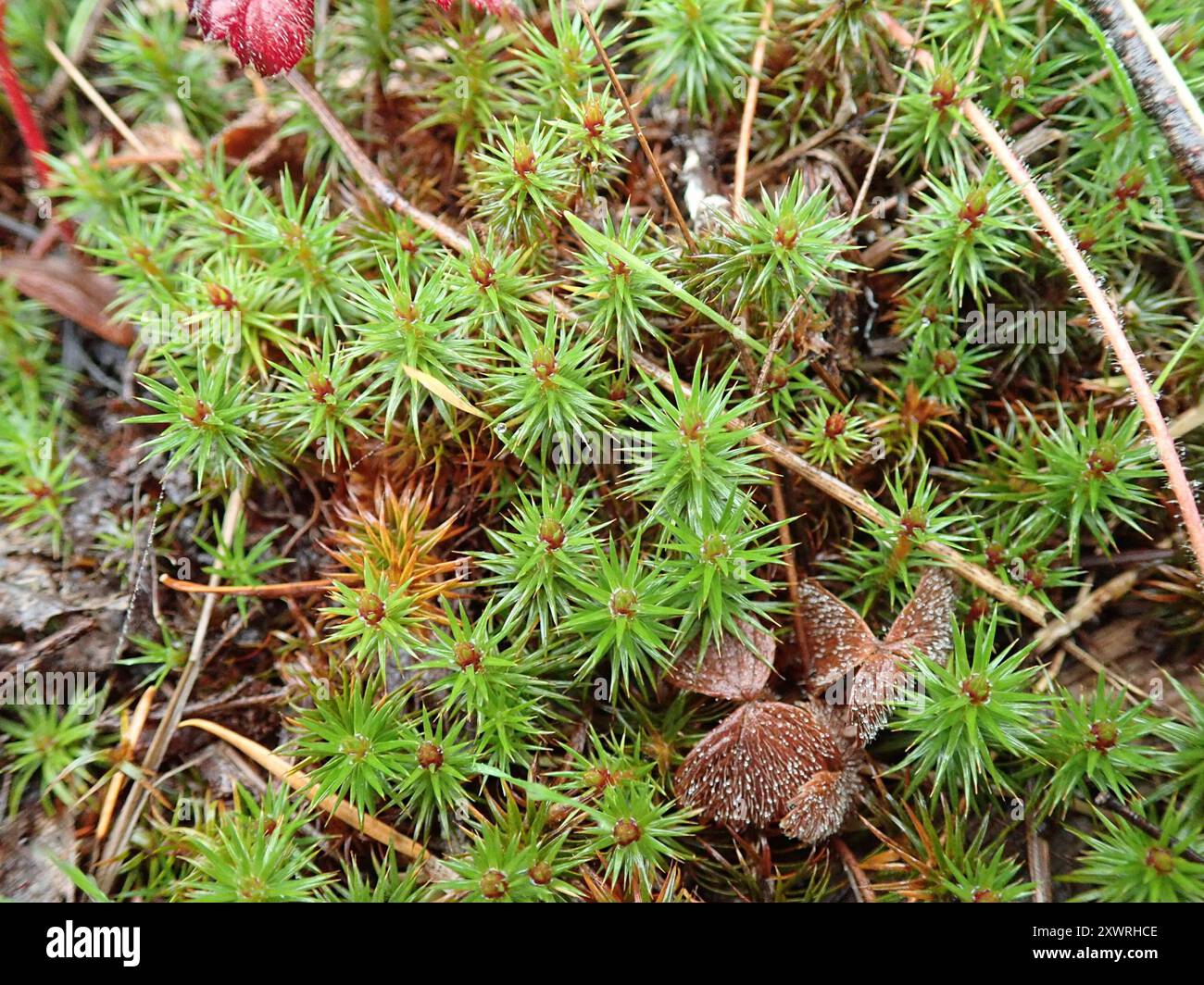 juniper haircap moss (Polytrichum juniperinum) Plantae Stock Photo - Alamy