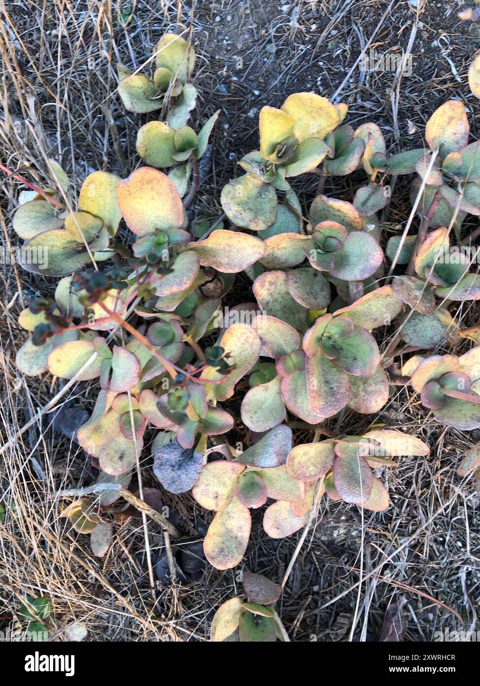 stonecrop family (Crassulaceae) Plantae Stock Photo - Alamy