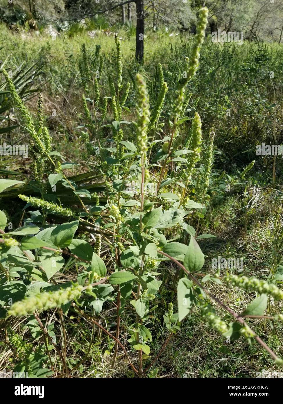 Sumpweed (Iva annua) Plantae Stock Photo - Alamy
