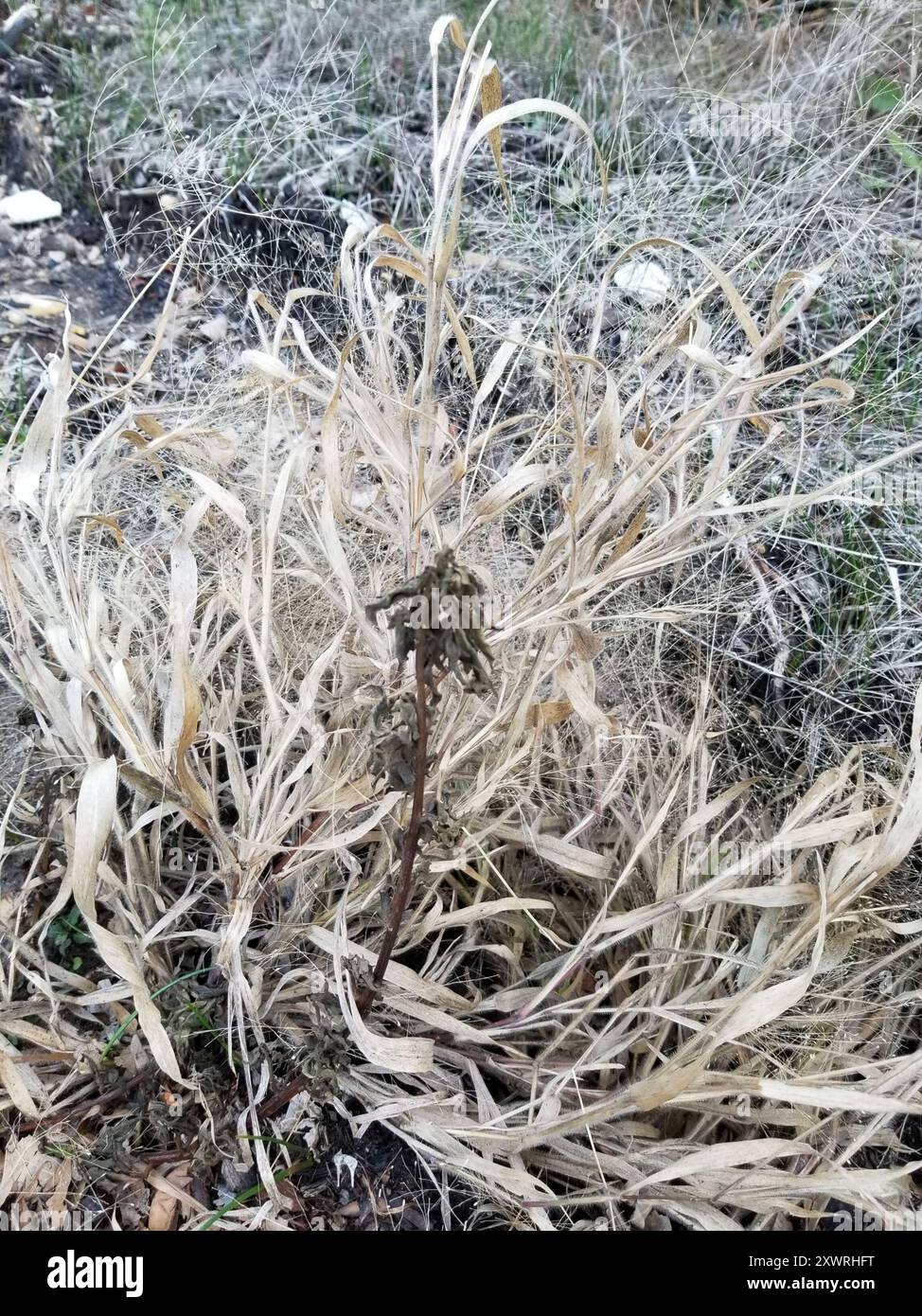 witch grass (Panicum capillare) Plantae Stock Photo - Alamy