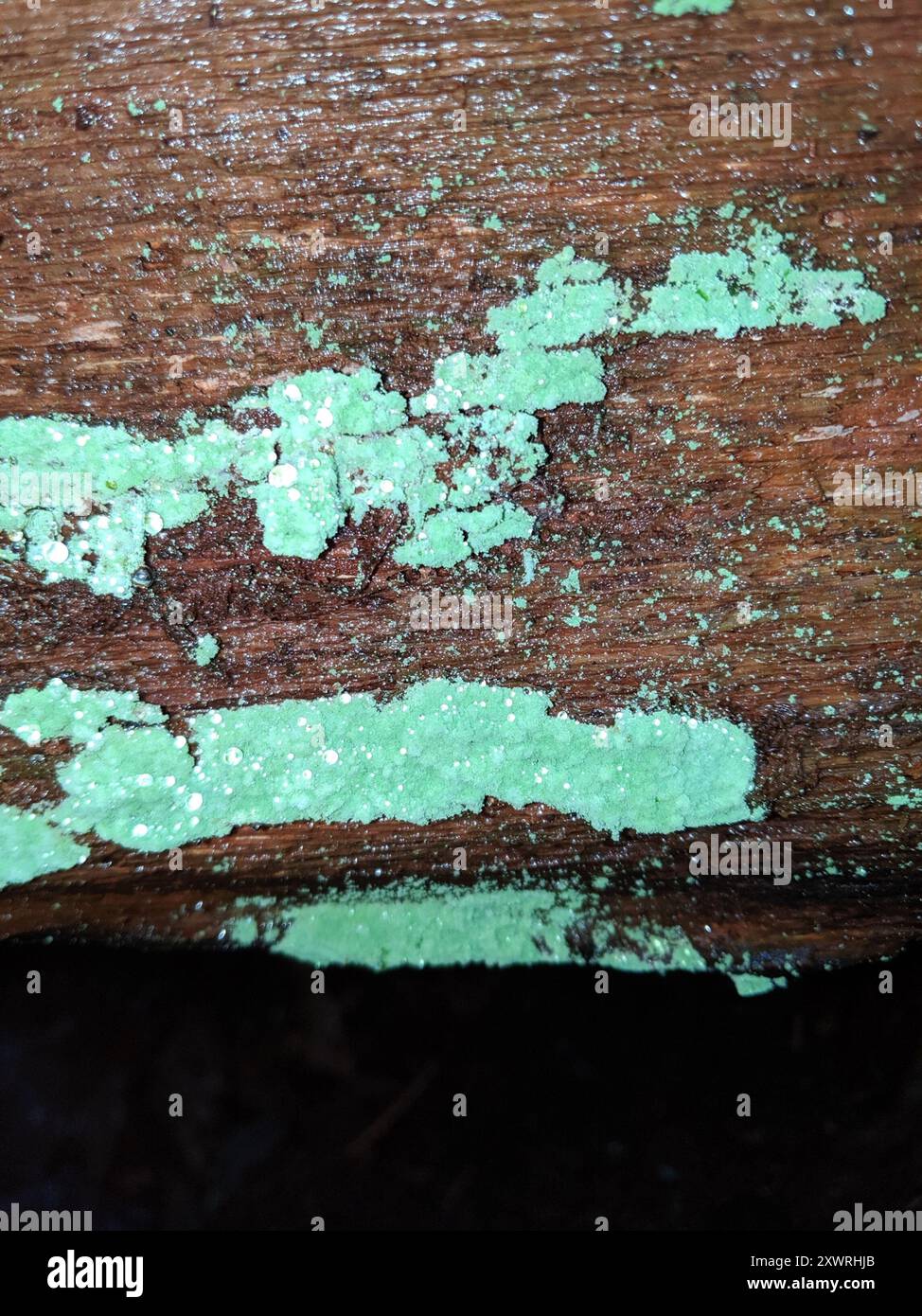 Fluffy Dust Lichen (Lepraria finkii) Fungi Stock Photo - Alamy