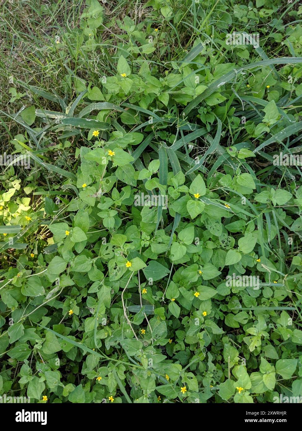 straggler daisy (Calyptocarpus vialis) Plantae Stock Photo - Alamy