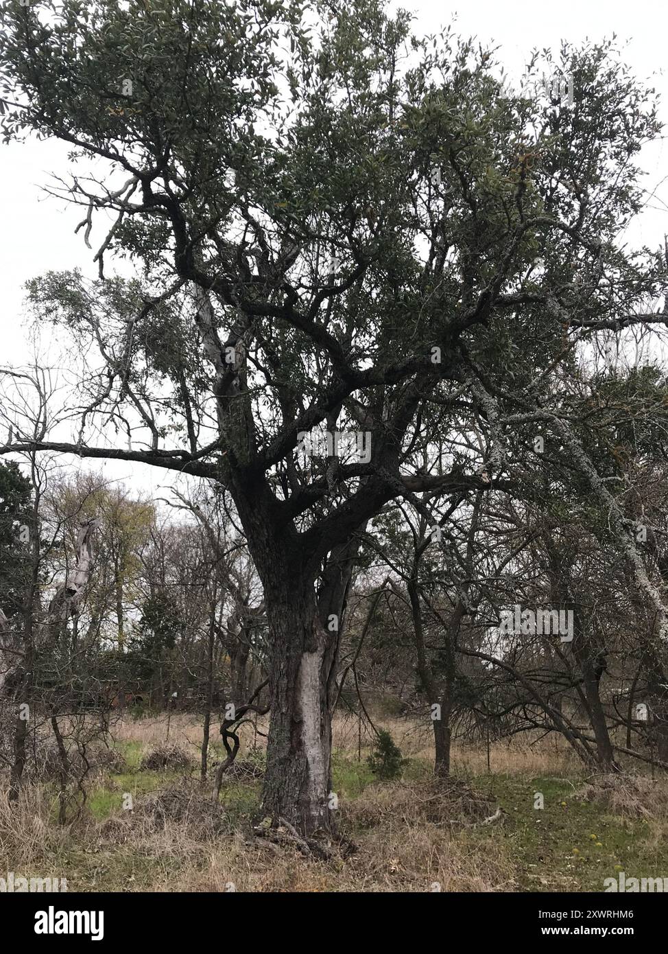 Texas live oak (Quercus fusiformis) Plantae Stock Photo - Alamy