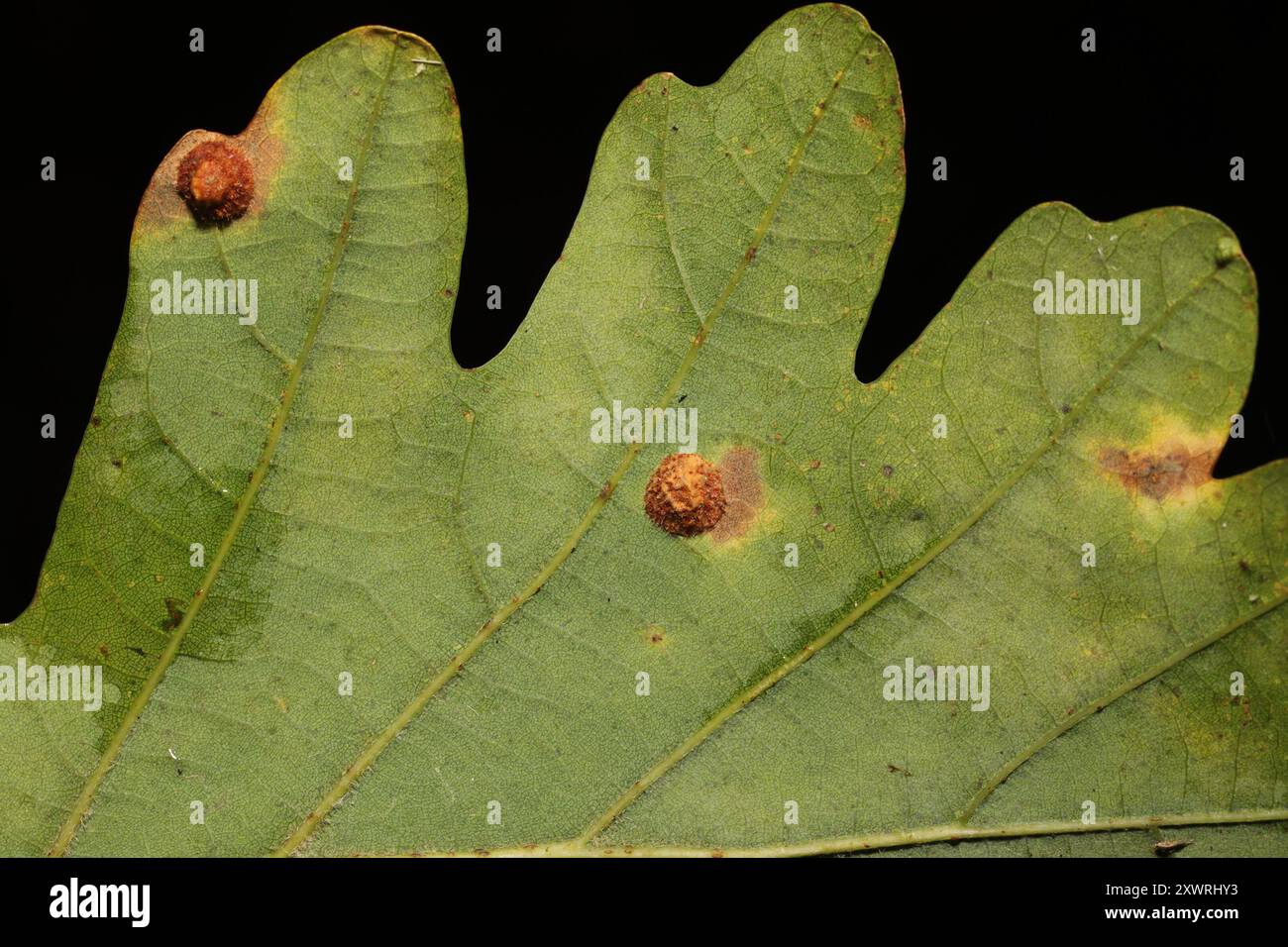 Common Spangle Gall Wasp (Neuroterus quercusbaccarum) Insecta Stock ...