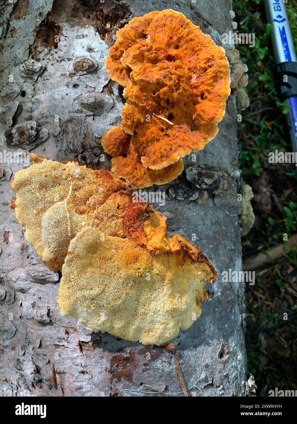 (Pycnoporellus fulgens) Fungi Stock Photo - Alamy