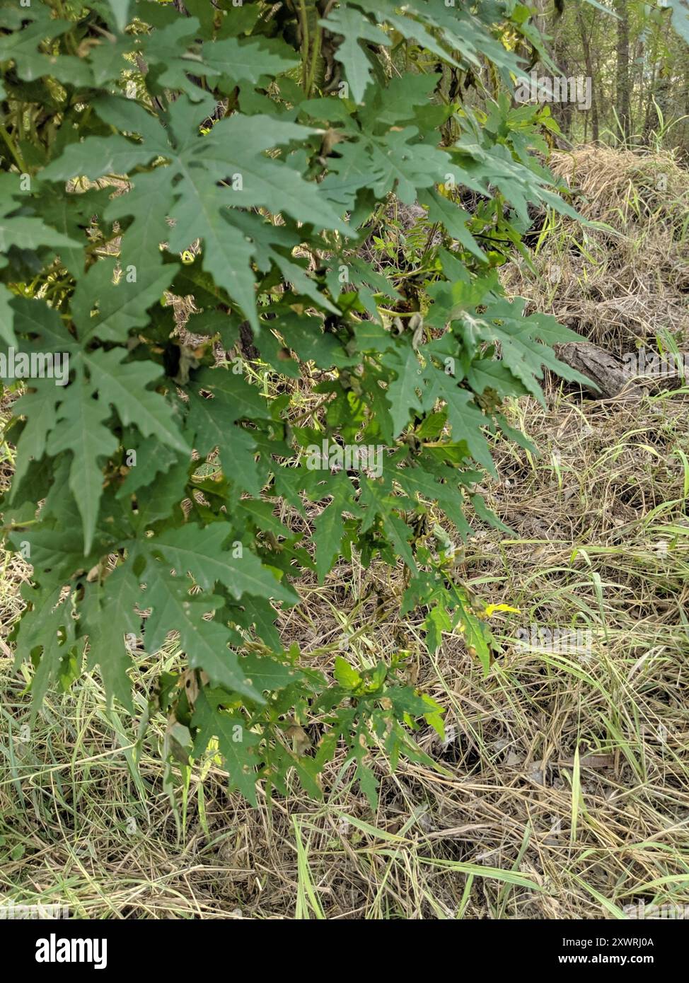 Alamo vine (Distimake dissectus) Plantae Stock Photo - Alamy