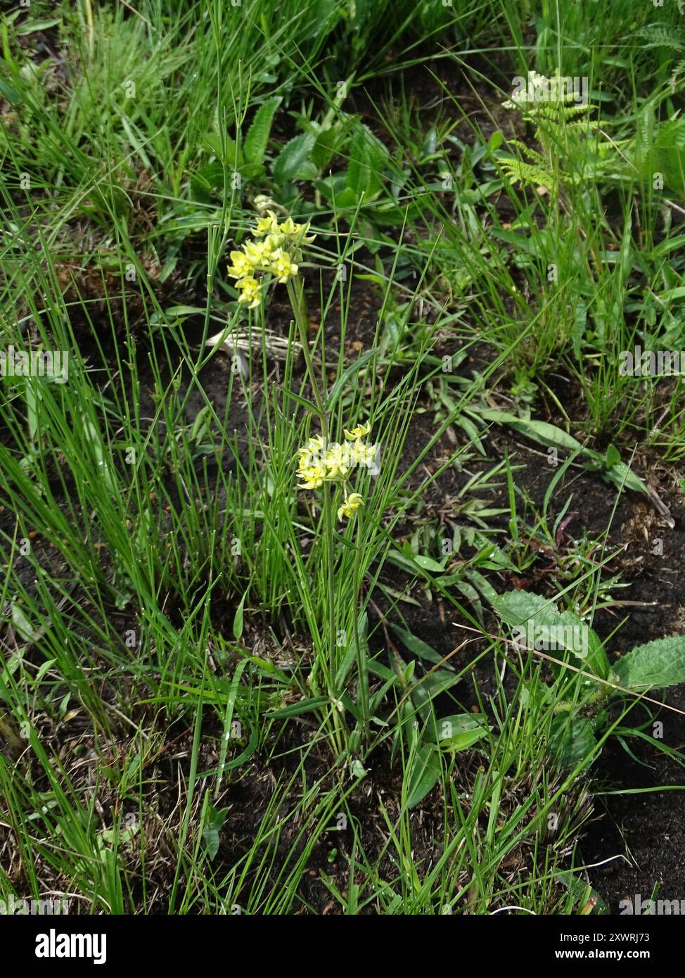 Diploglossa hi-res stock photography and images - Alamy