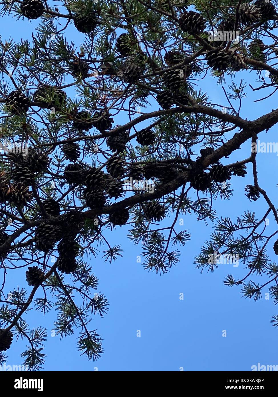 shortleaf pine (Pinus echinata) Plantae Stock Photo - Alamy