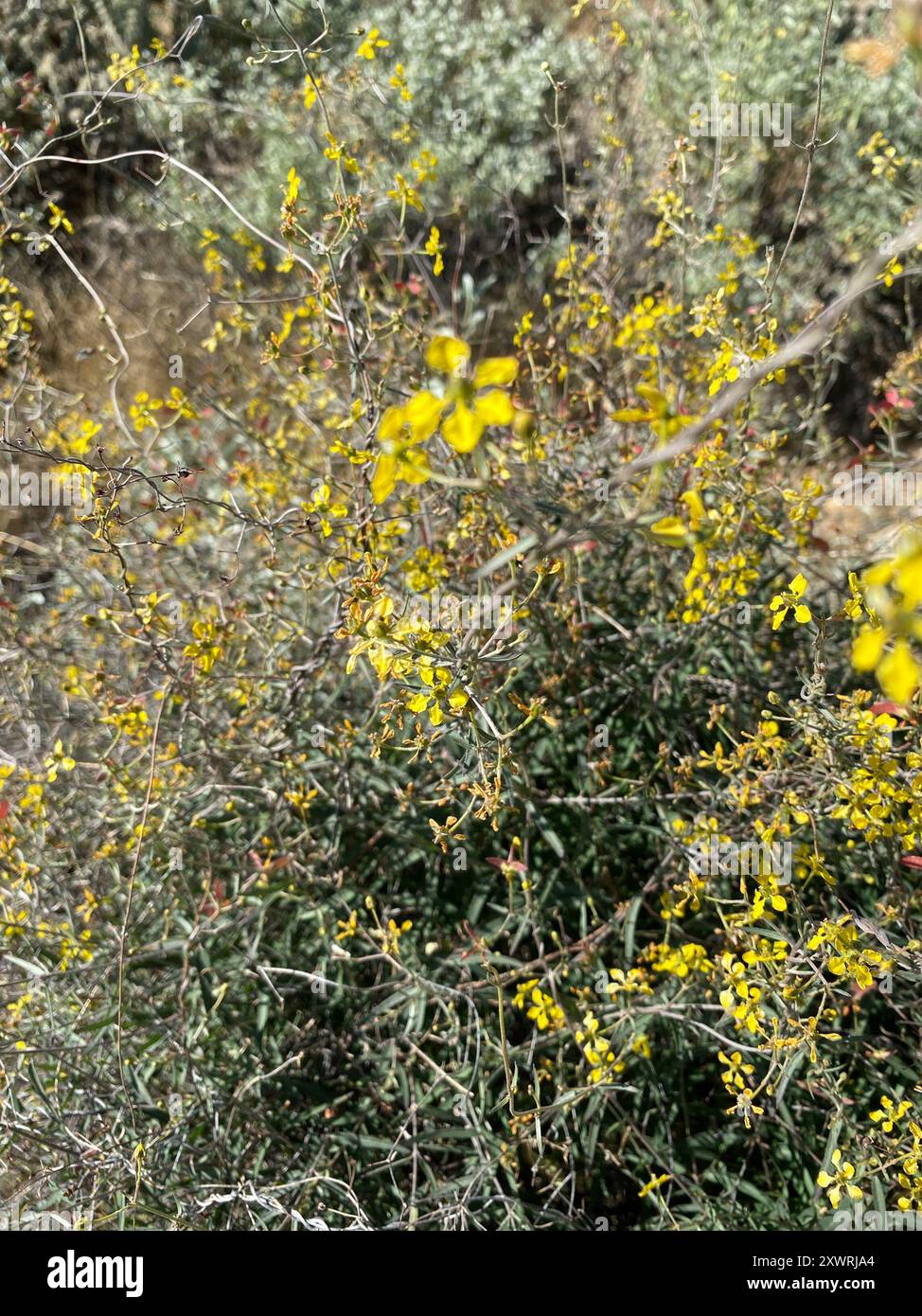 slender janusia (Janusia gracilis) Plantae Stock Photo - Alamy