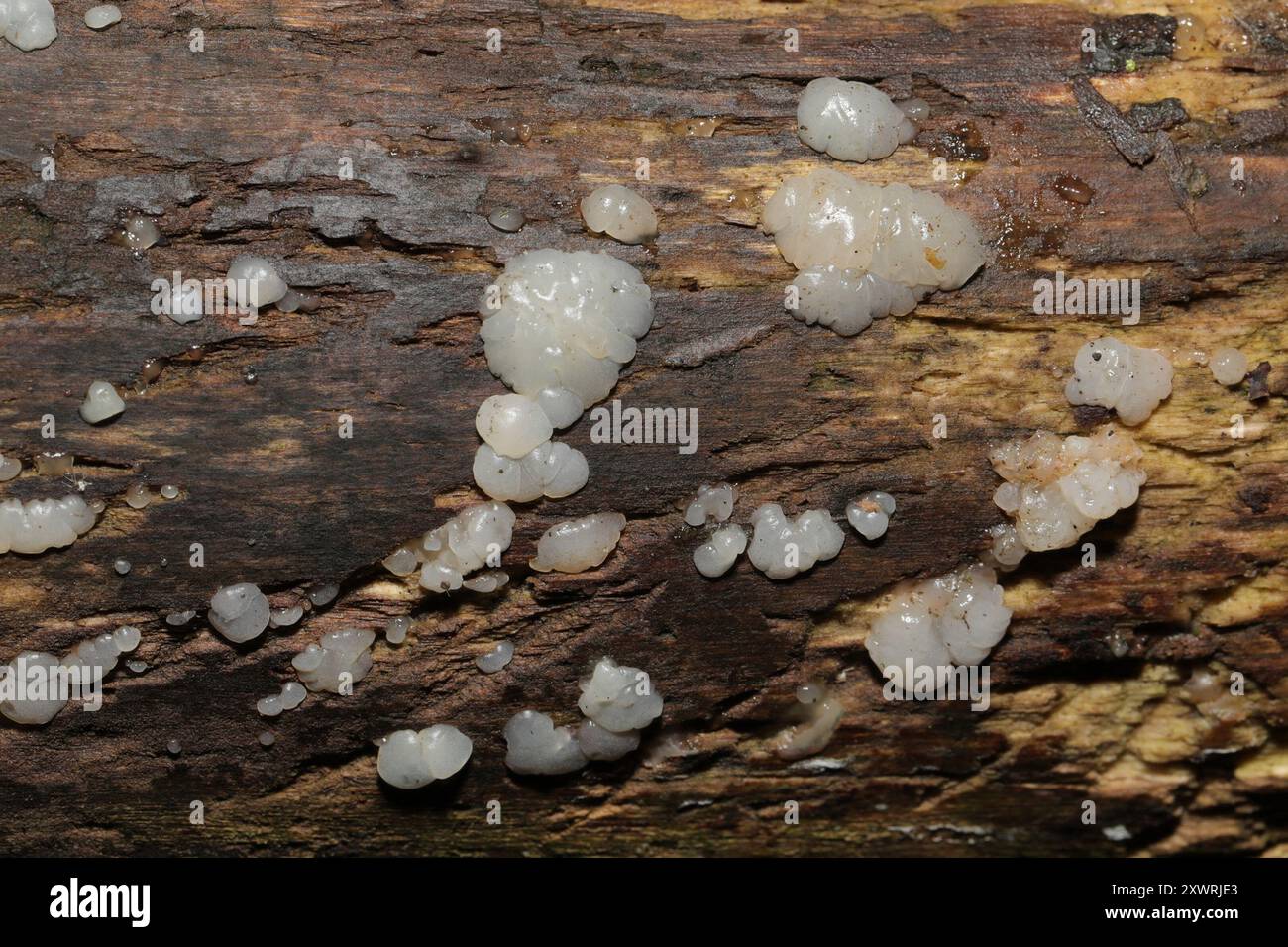 Exidia thuretiana hi-res stock photography and images - Alamy