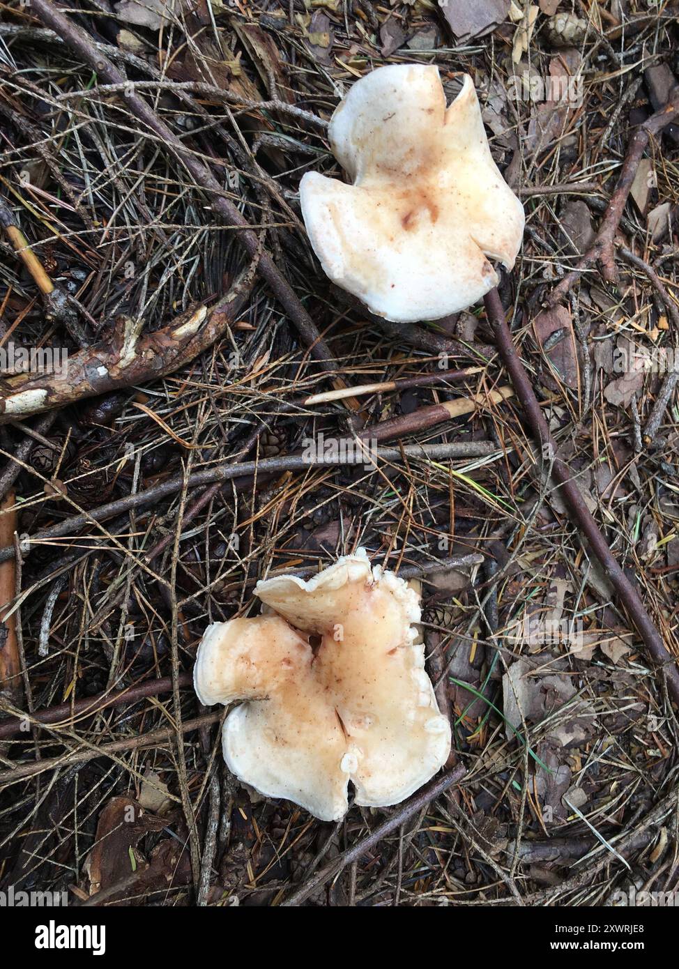 Wood Hedgehog (Hydnum repandum) Fungi Stock Photo - Alamy