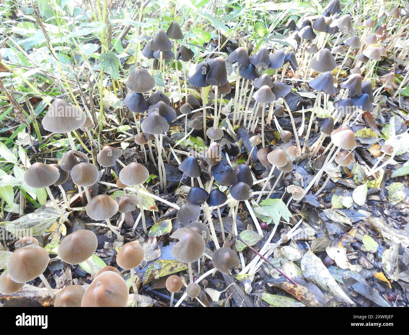 Conopilea hi-res stock photography and images - Alamy