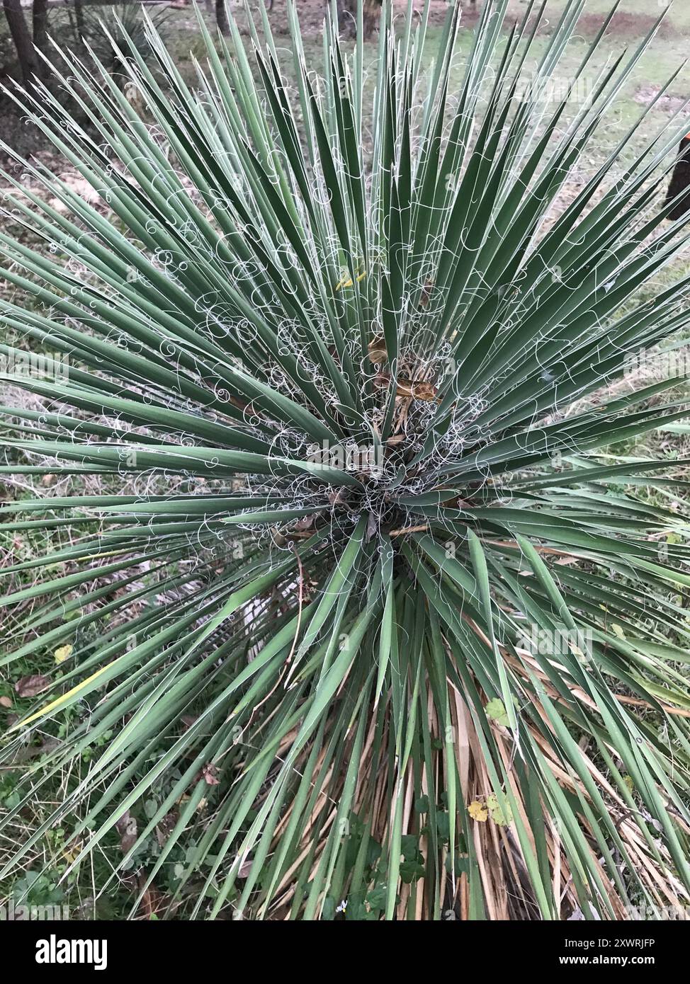 Buckley's Yucca (Yucca constricta) Plantae Stock Photo - Alamy