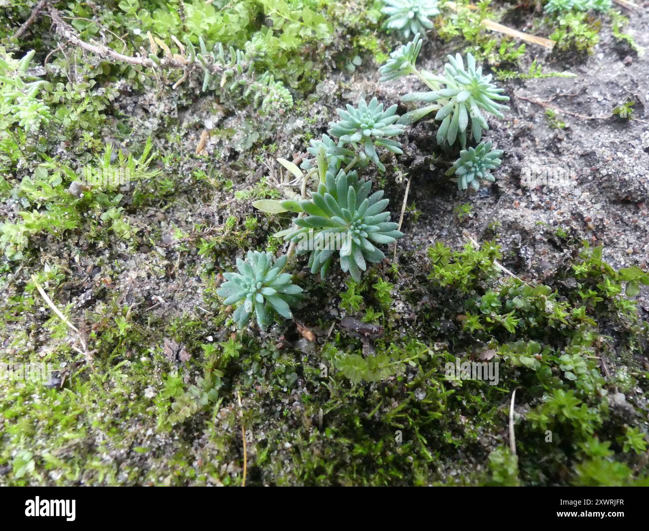 Spanish Stonecrop (Sedum hispanicum) Plantae Stock Photo - Alamy