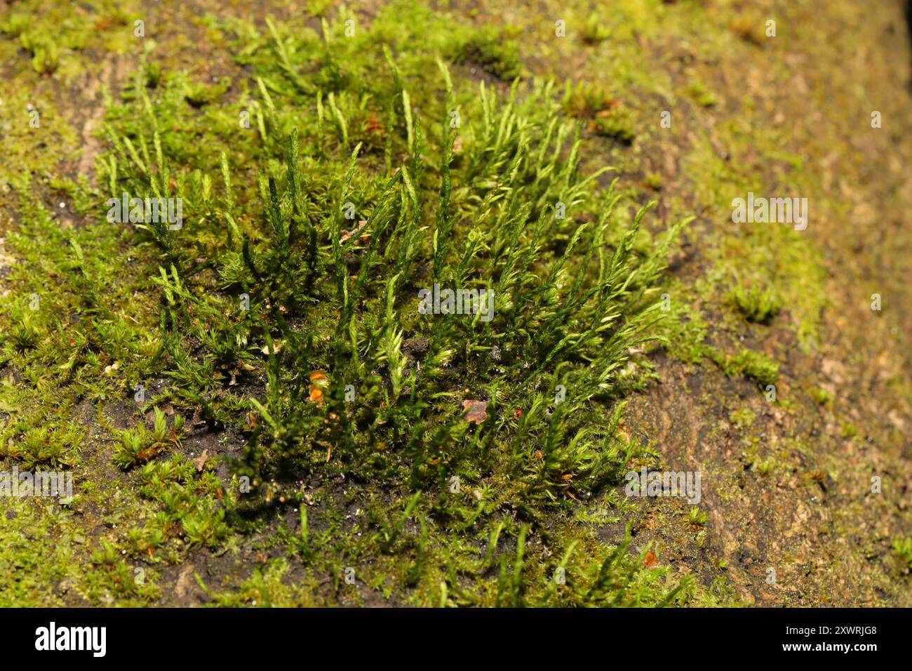 Lateral Cryphaea (Cryphaea heteromalla) Plantae Stock Photo - Alamy