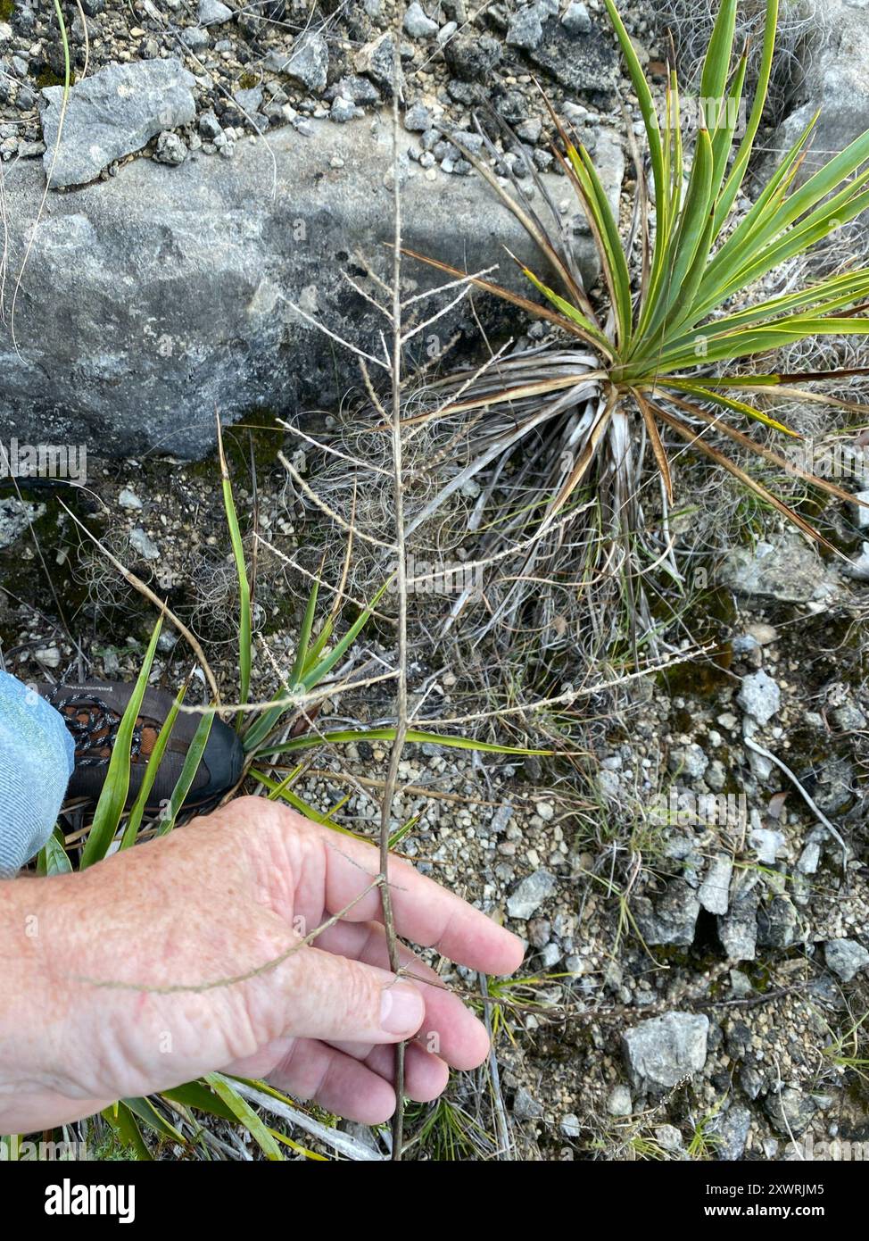 Devil's Shoestring (Nolina lindheimeriana) Plantae Stock Photo - Alamy