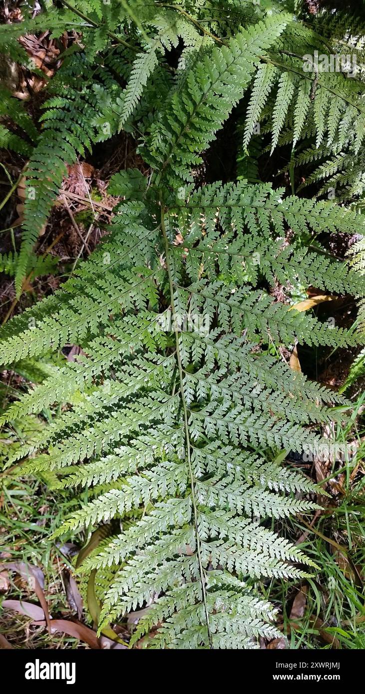 palapalai (Microlepia setosa setosa) Plantae Stock Photo - Alamy