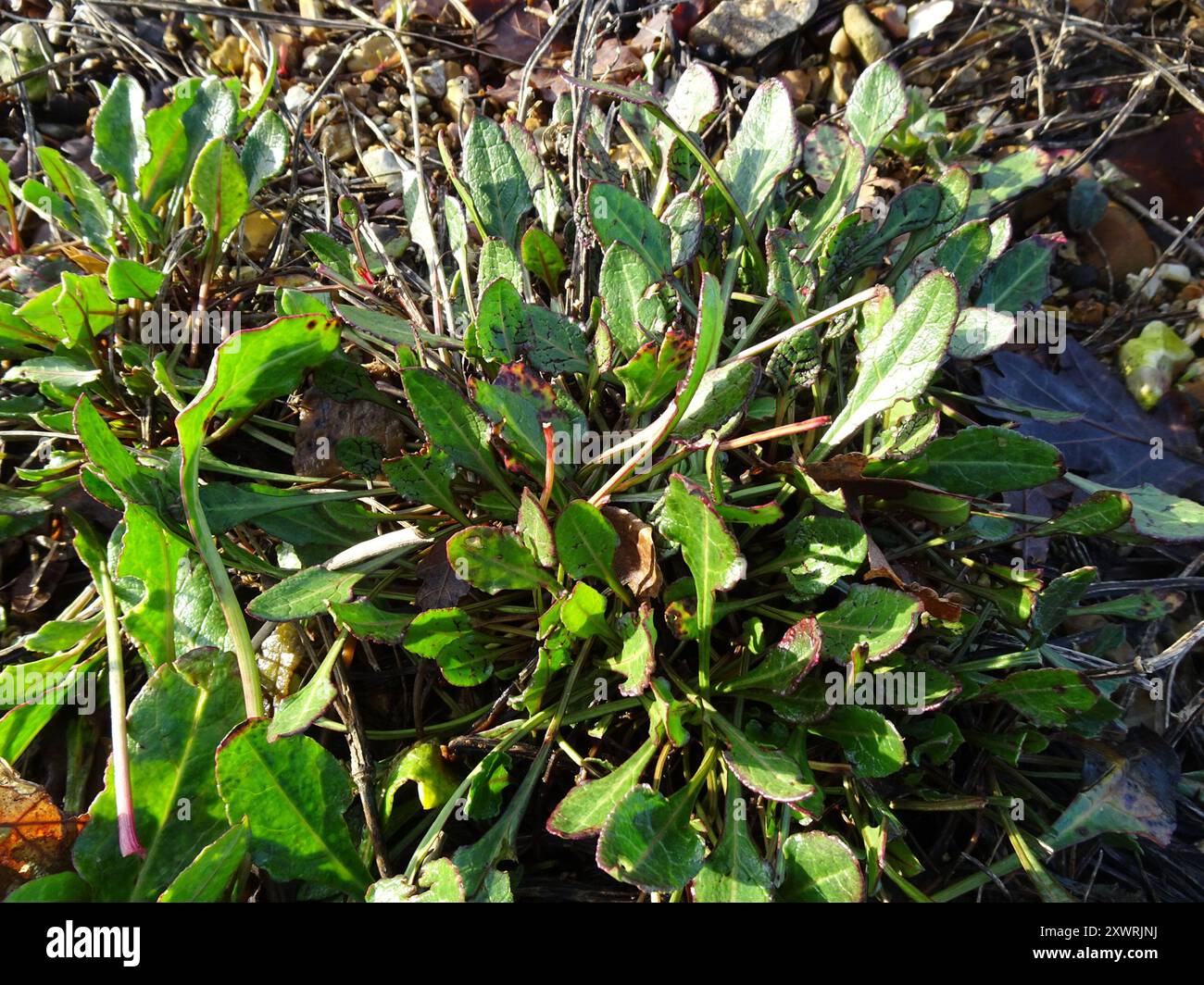 sea beet (Beta vulgaris maritima) Plantae Stock Photo - Alamy