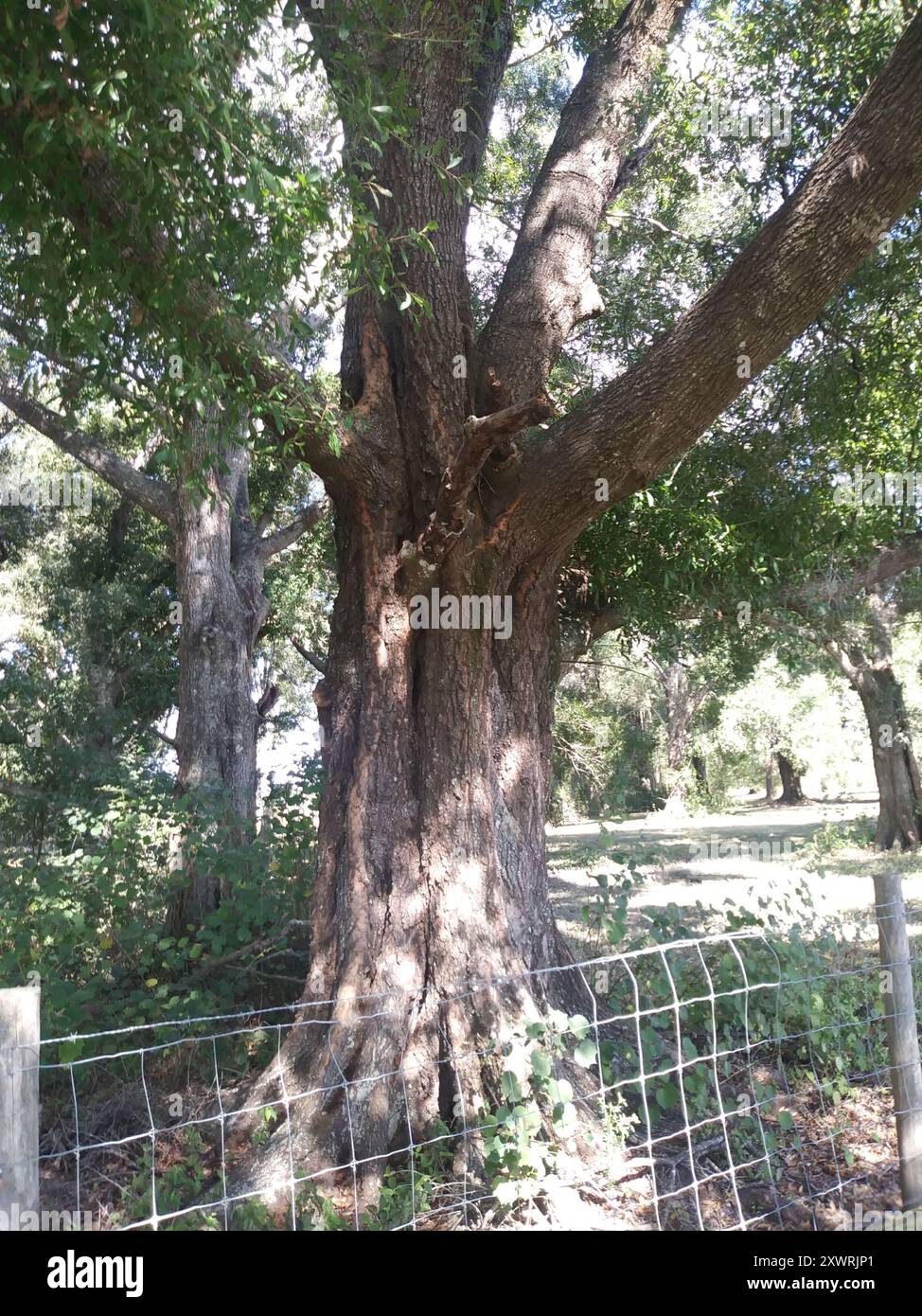 swamp laurel oak (Quercus laurifolia) Plantae Stock Photo - Alamy