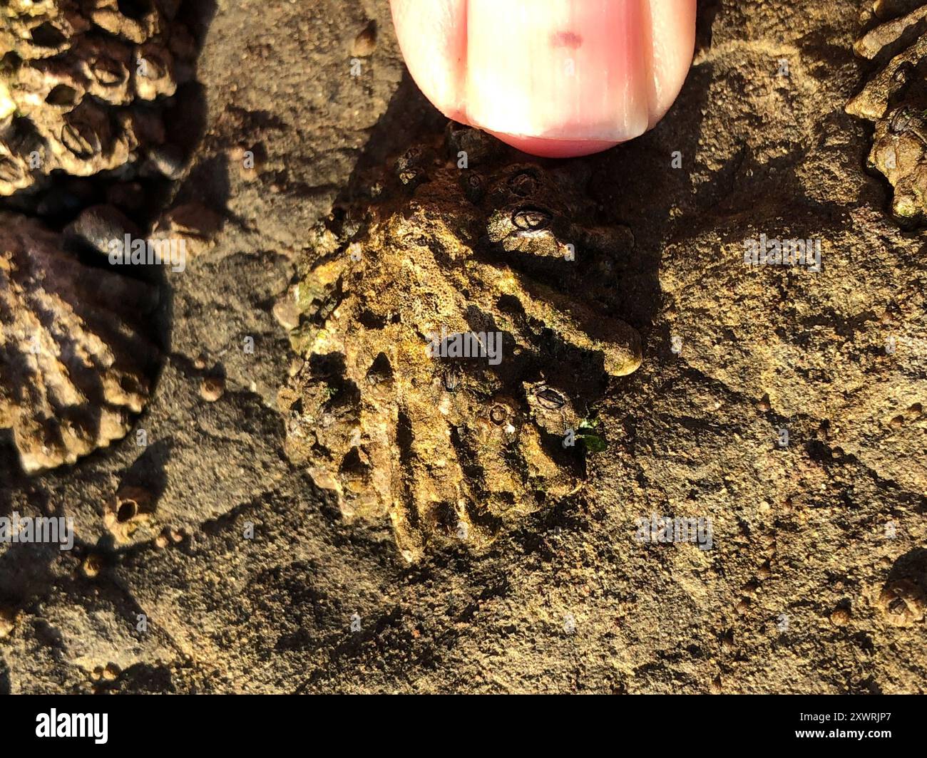 Rough Limpet (Lottia scabra) Mollusca Stock Photo - Alamy