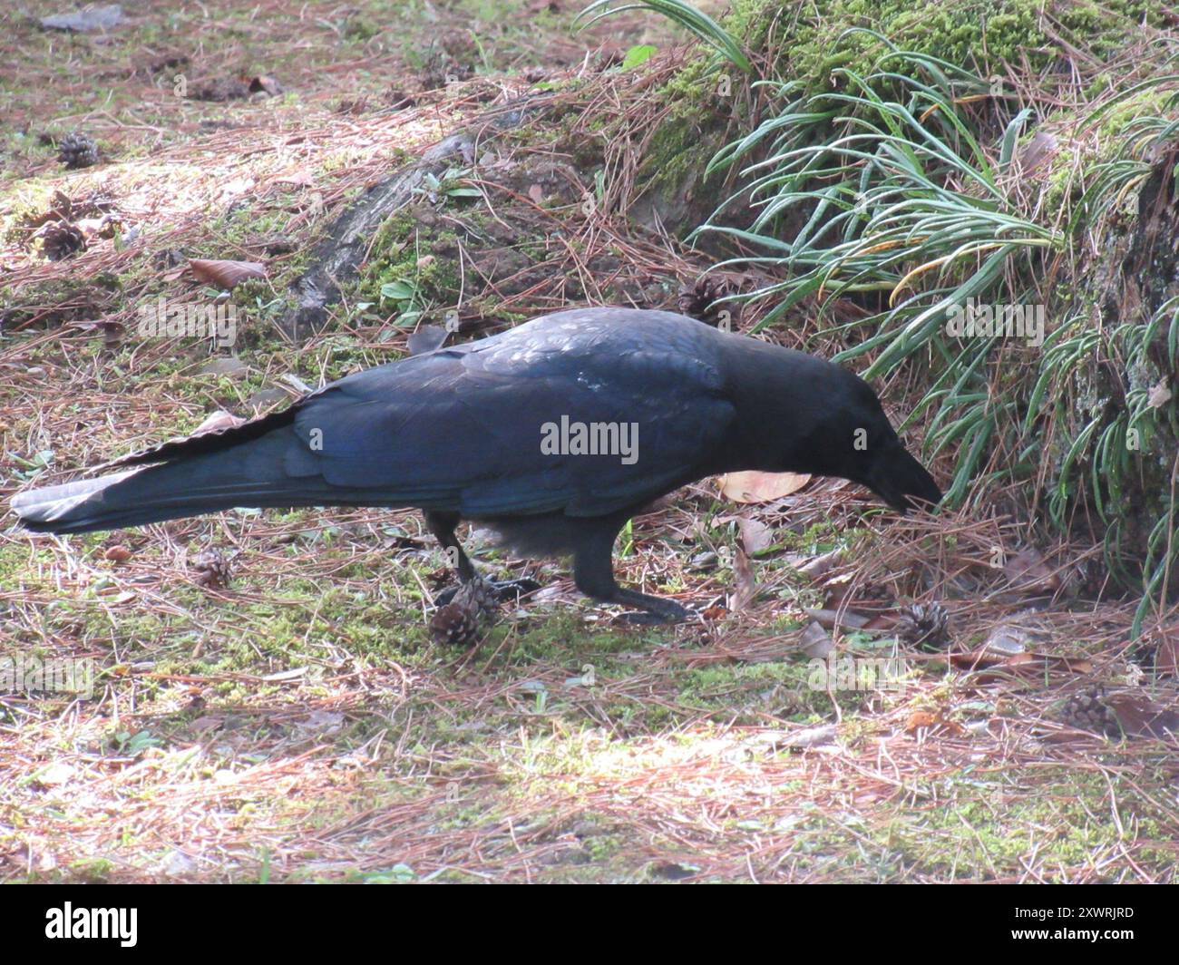 Large-billed Crow (Corvus macrorhynchos) Aves Stock Photo - Alamy