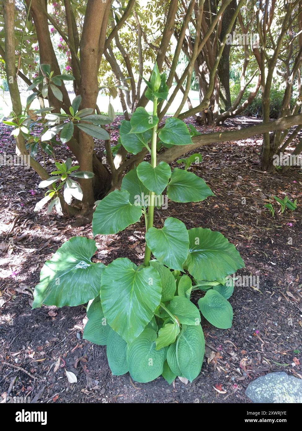 Giant Himalayan Lily (Cardiocrinum giganteum) Plantae Stock Photo - Alamy