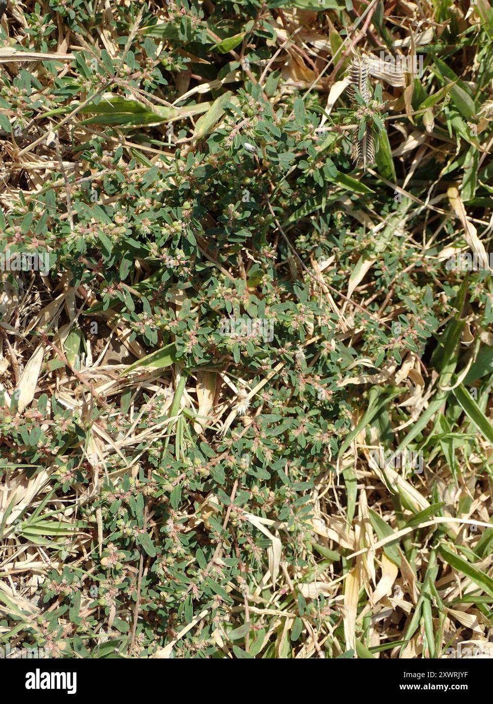 Spotted spurge (Euphorbia maculata) Plantae Stock Photo - Alamy